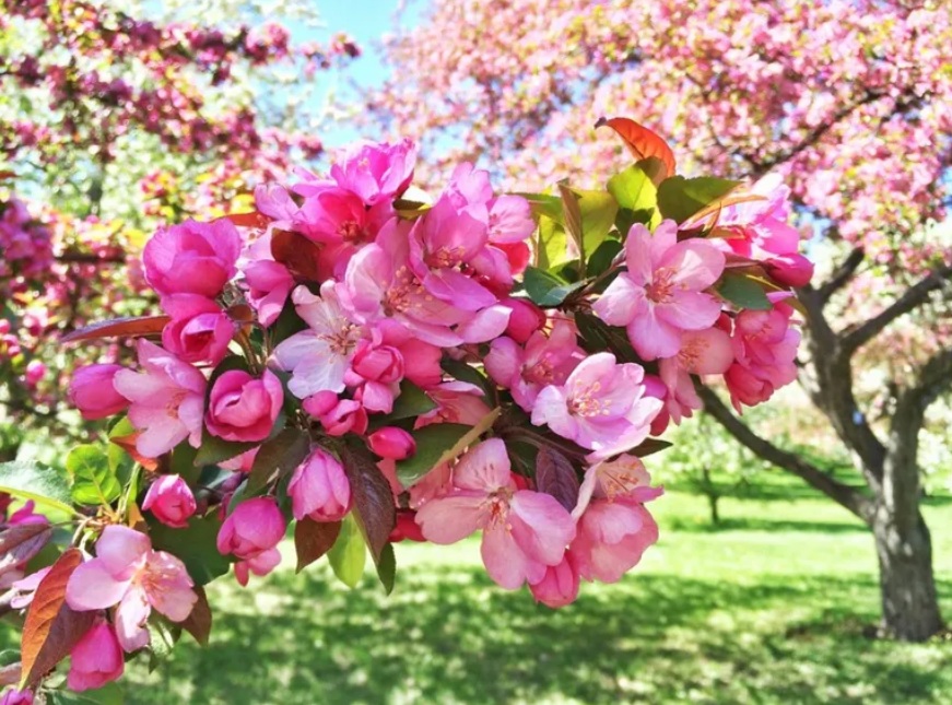 Hal Borland (USA) - collettivo culturale tuttomondo